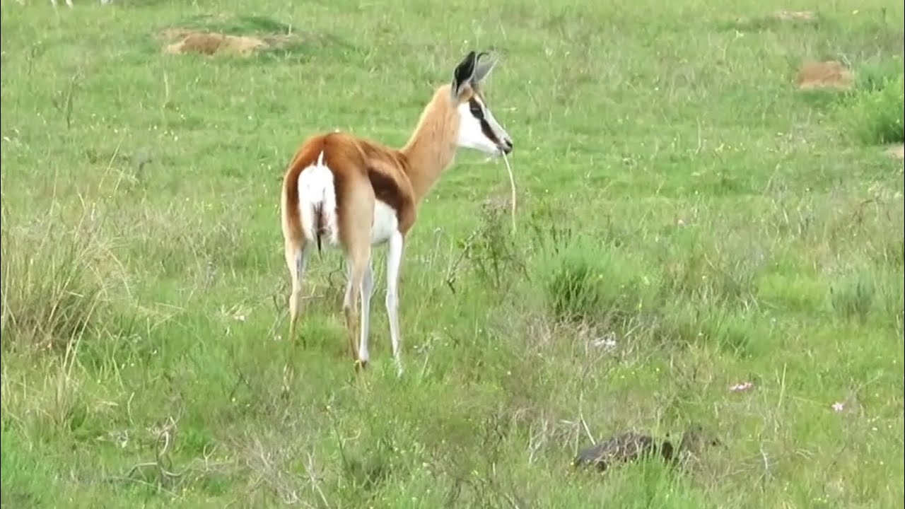 Springbok Birth at Kwantu - 27/09/22 - YouTube