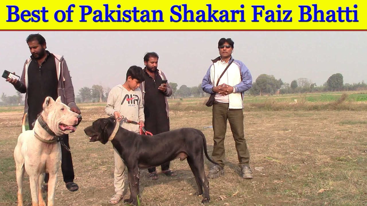 Black Bully Badmash Dog | Mantari Bully Gultair Dog By Nafa TV HD - YouTube
