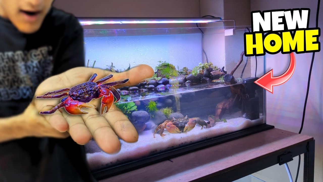Making Home for My CRAB!🦀 - YouTube
