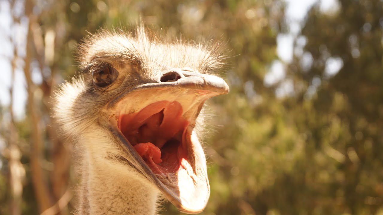 Ostrich attack fail - YouTube