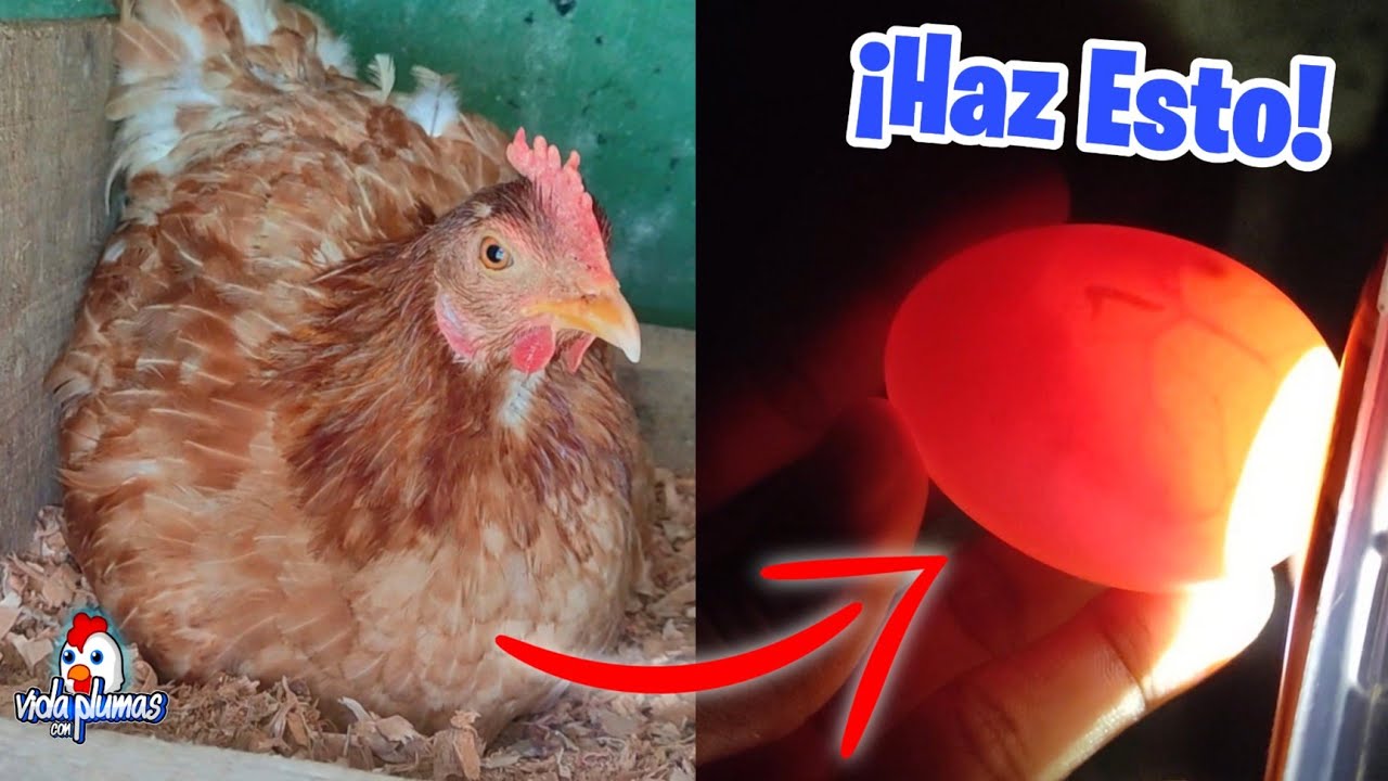 Como saber si un Huevo es Fertil 🥚 Huevos de gallinas ponedoras con ...