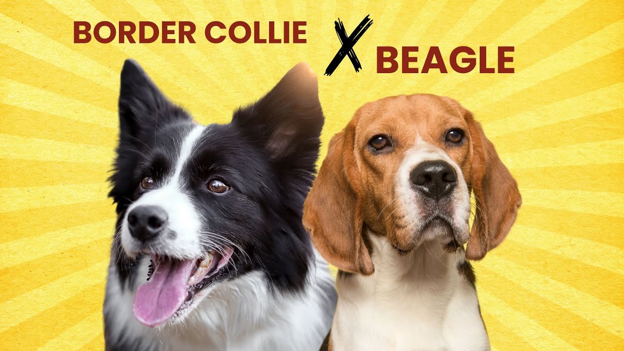 Beagle Border Collie Pointer Mix