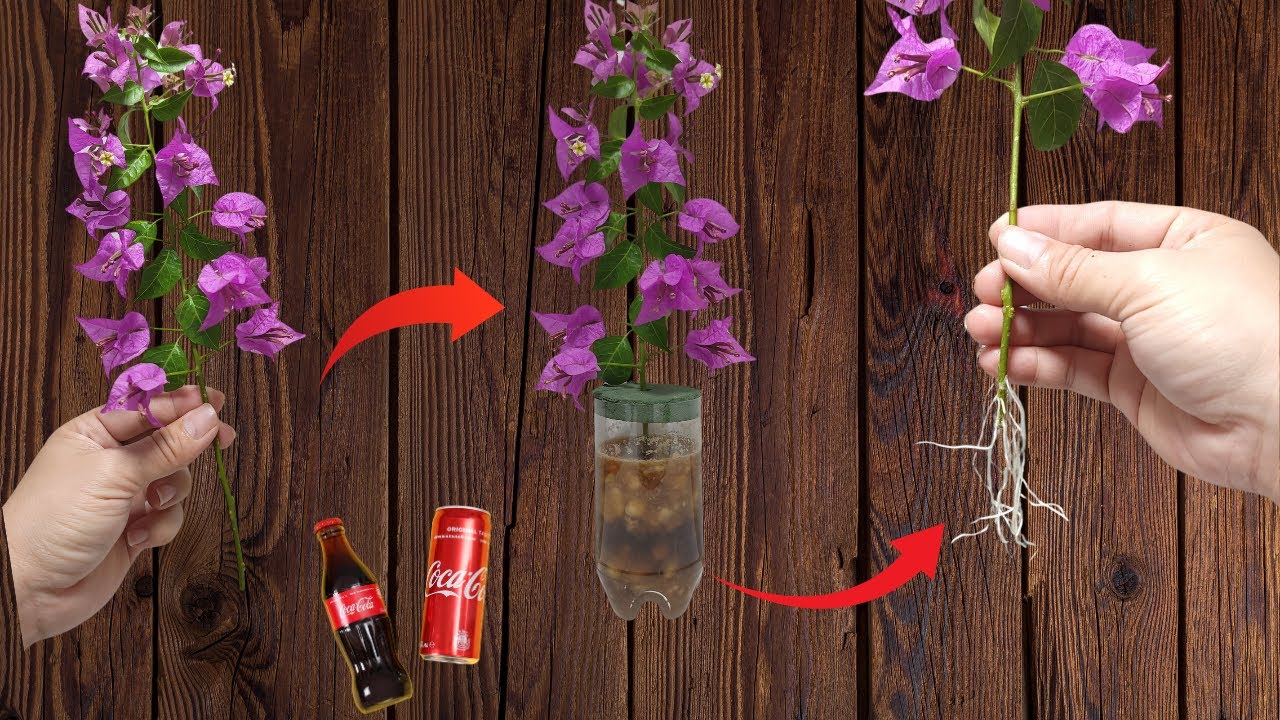 Paper flowers grow roots like crazy thanks to coca cola solution - YouTube