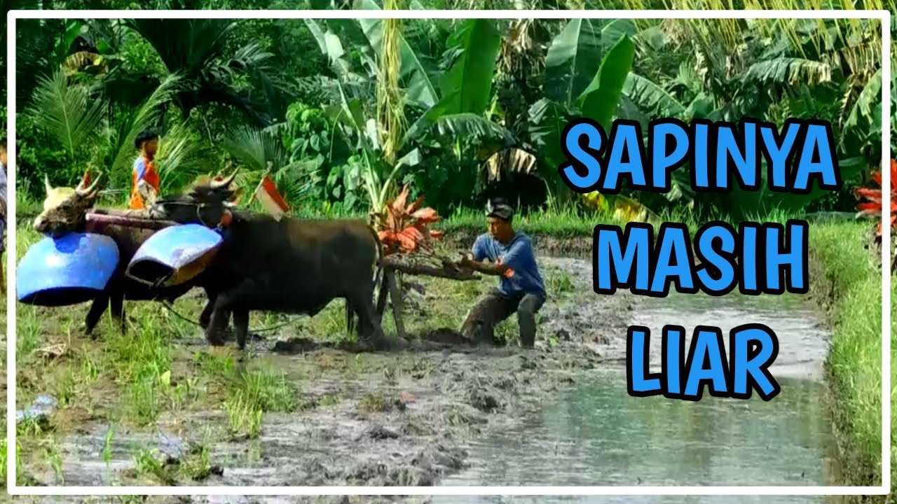 Malean Sampi || Karapan Sapi Lombok || Gubok Baru 3/4/21 - YouTube
