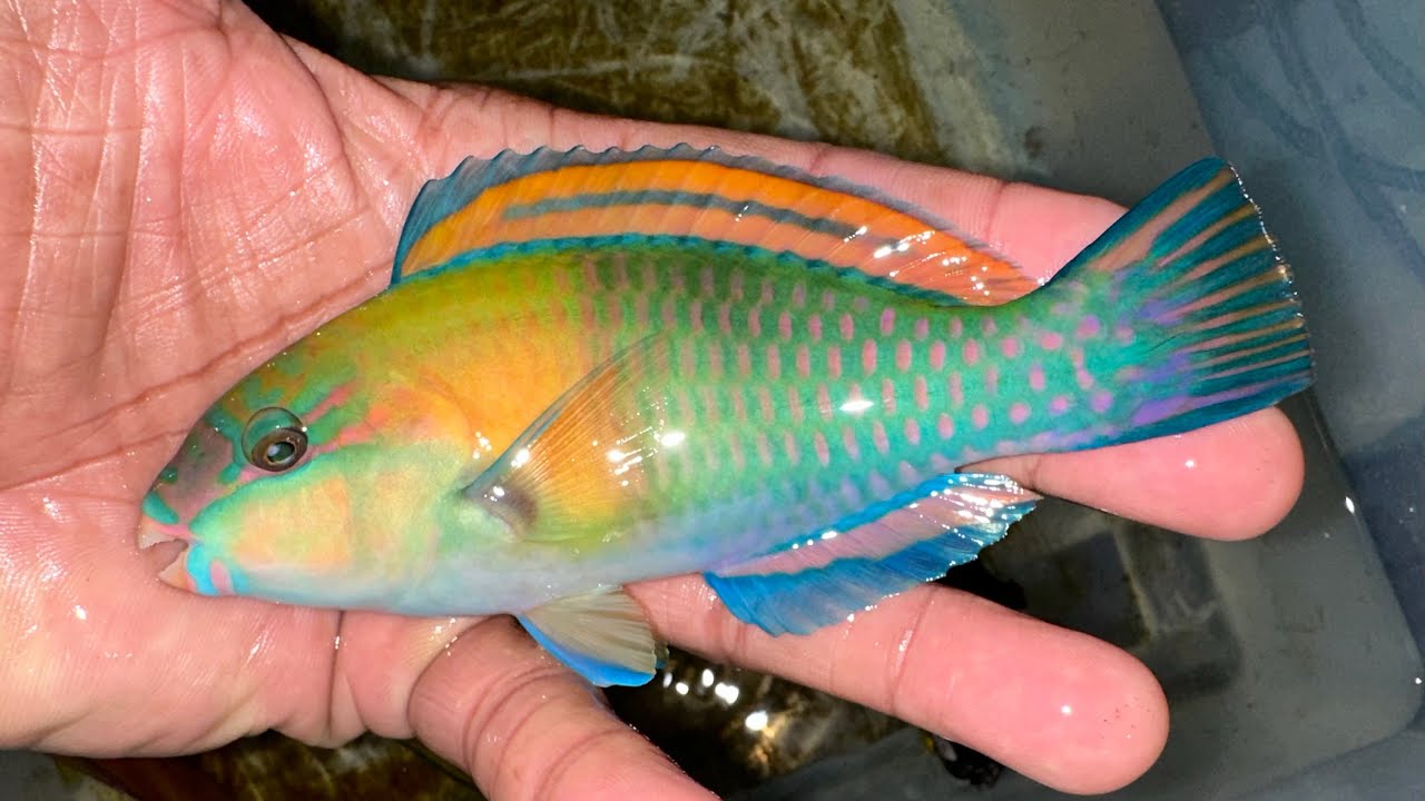 REEF SAFE Bower’s Parrot Fish - YouTube