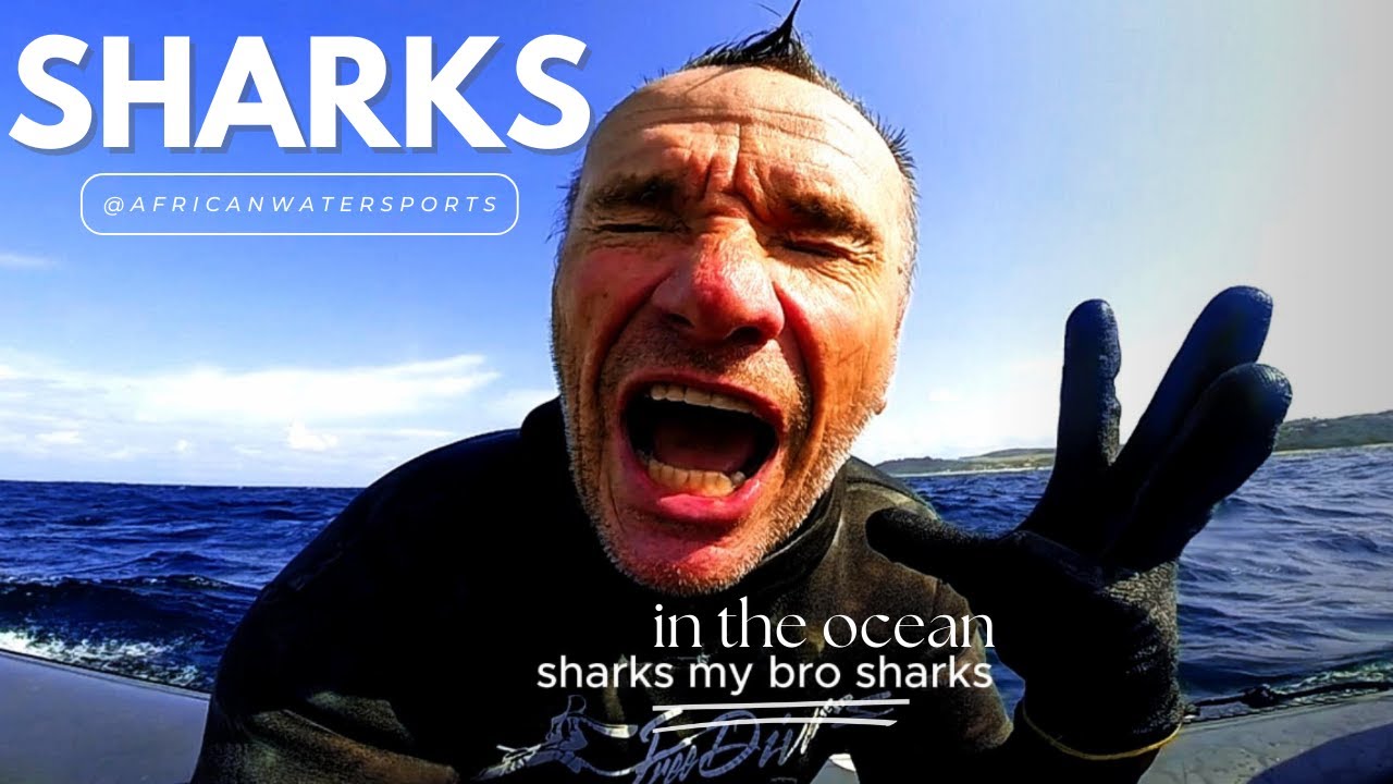 Sharks? In the Ocean, my bro! #sharks #ocean - YouTube