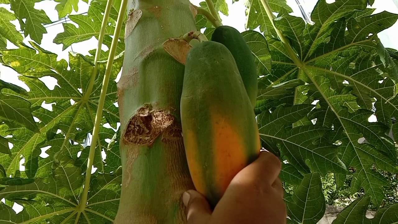 Papaya fruit harvest - YouTube