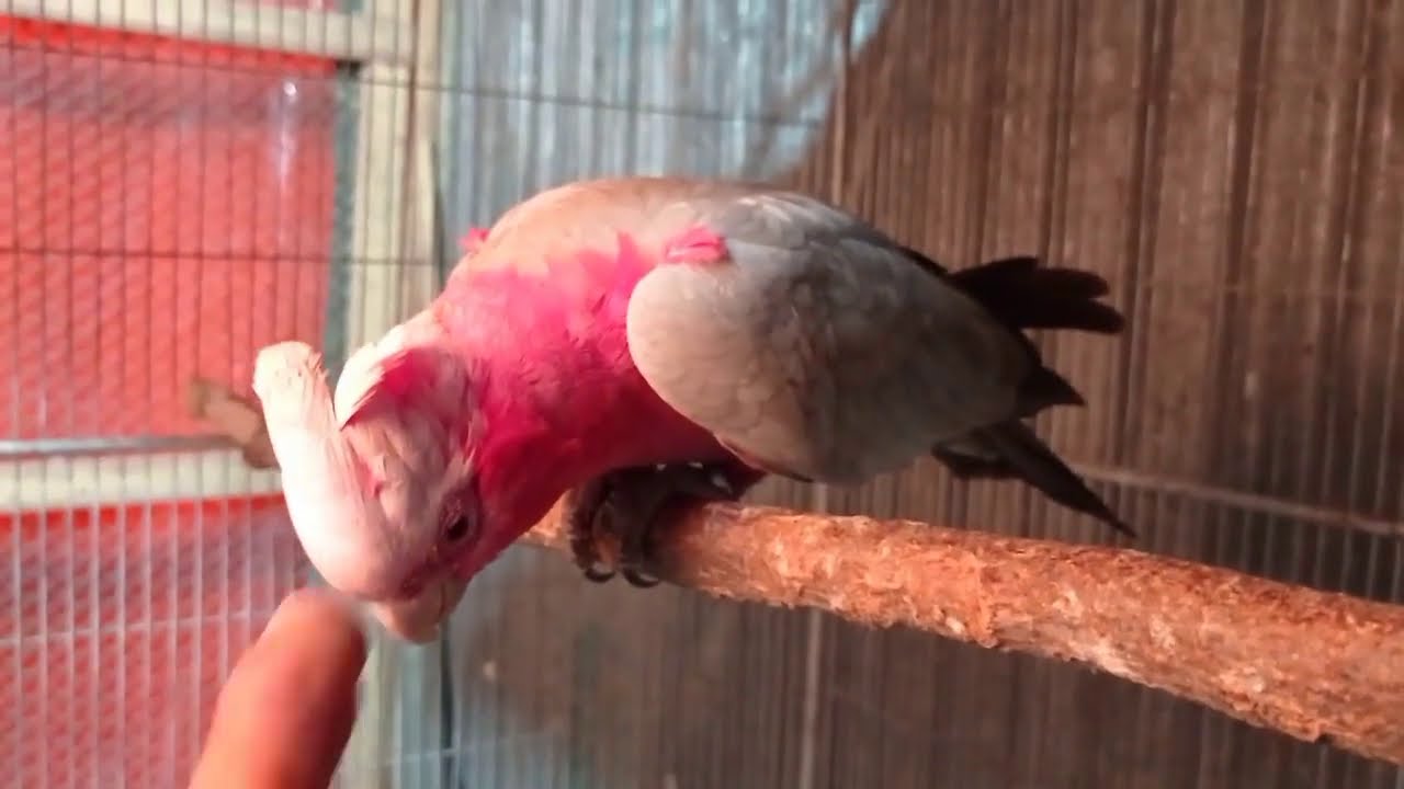 Cute And Cool Cacatoo Bird || Amaging Cacatoo In the world - YouTube