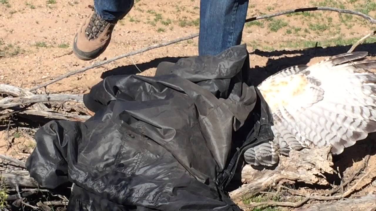 Red Tail Hawk Rescue - YouTube
