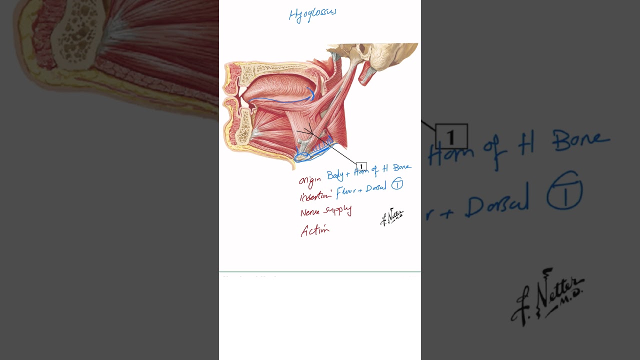 Chondroglossus Origin And Insertion