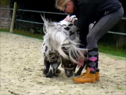 Pony Fails - YouTube