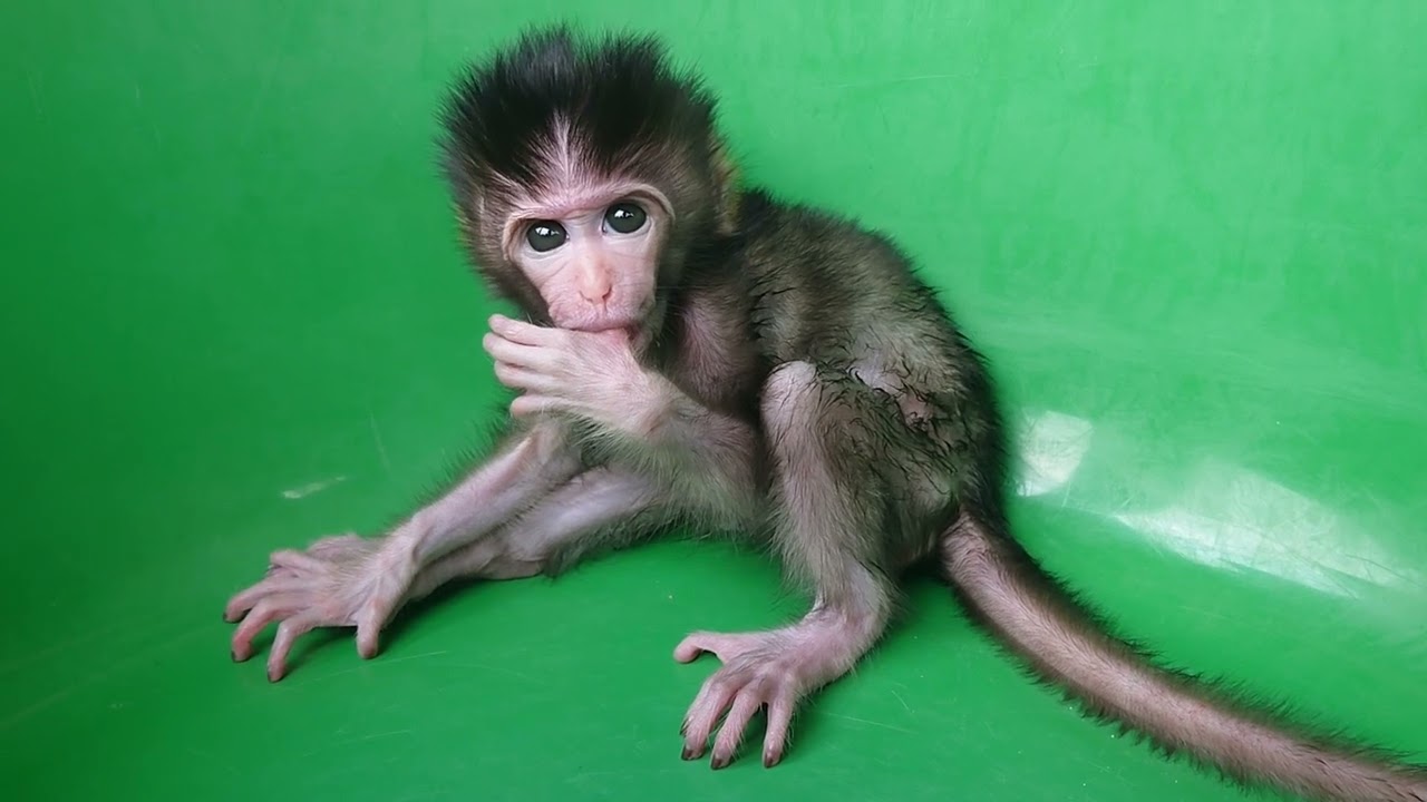 Baby monkey umur 2 mingu mandi segar - YouTube