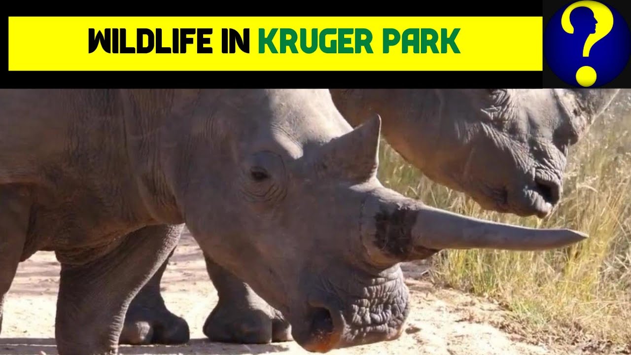 Wildlife In Kruger National Park Compilation 01 - YouTube