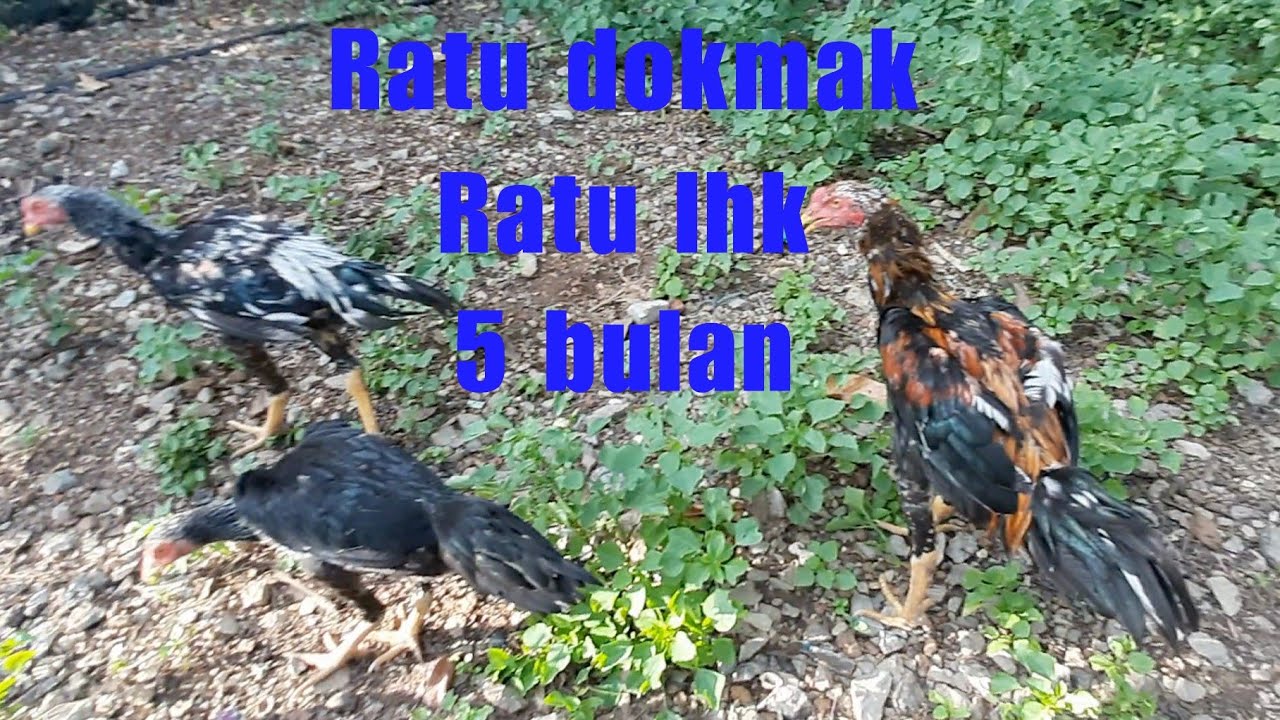 video 70 ayam ratu dokmak Dan ayam ratu lhk umur 5 bulan - YouTube