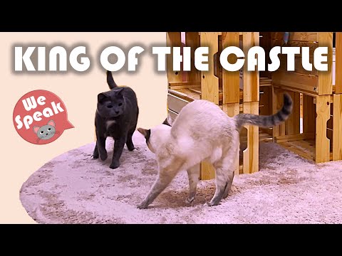 Our Cats Play King Of The Box Castle 😃