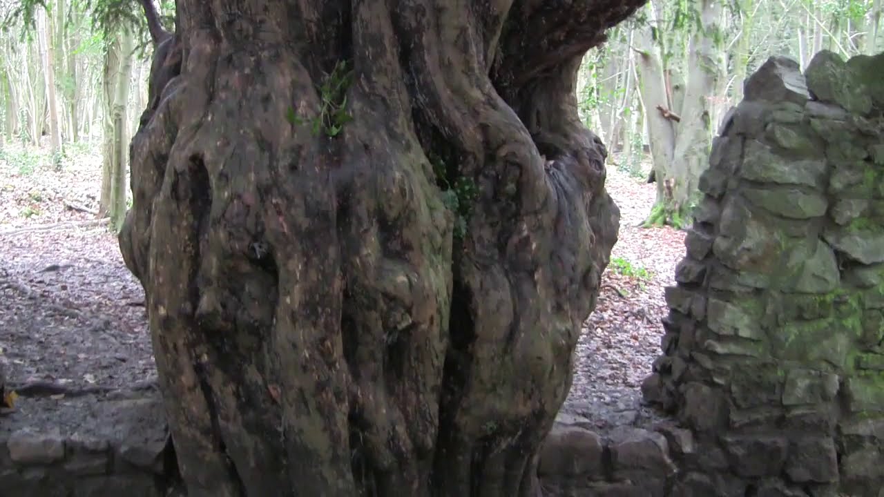 Old YEW TREE (Taxus baccata) in Leigh Woods, UK - YouTube