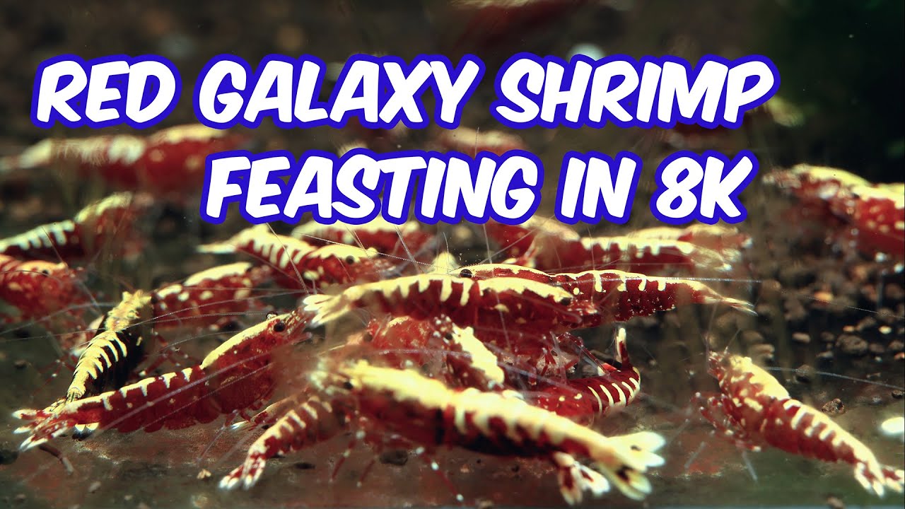 Red Galaxy Shrimp Feasting in 8k - YouTube