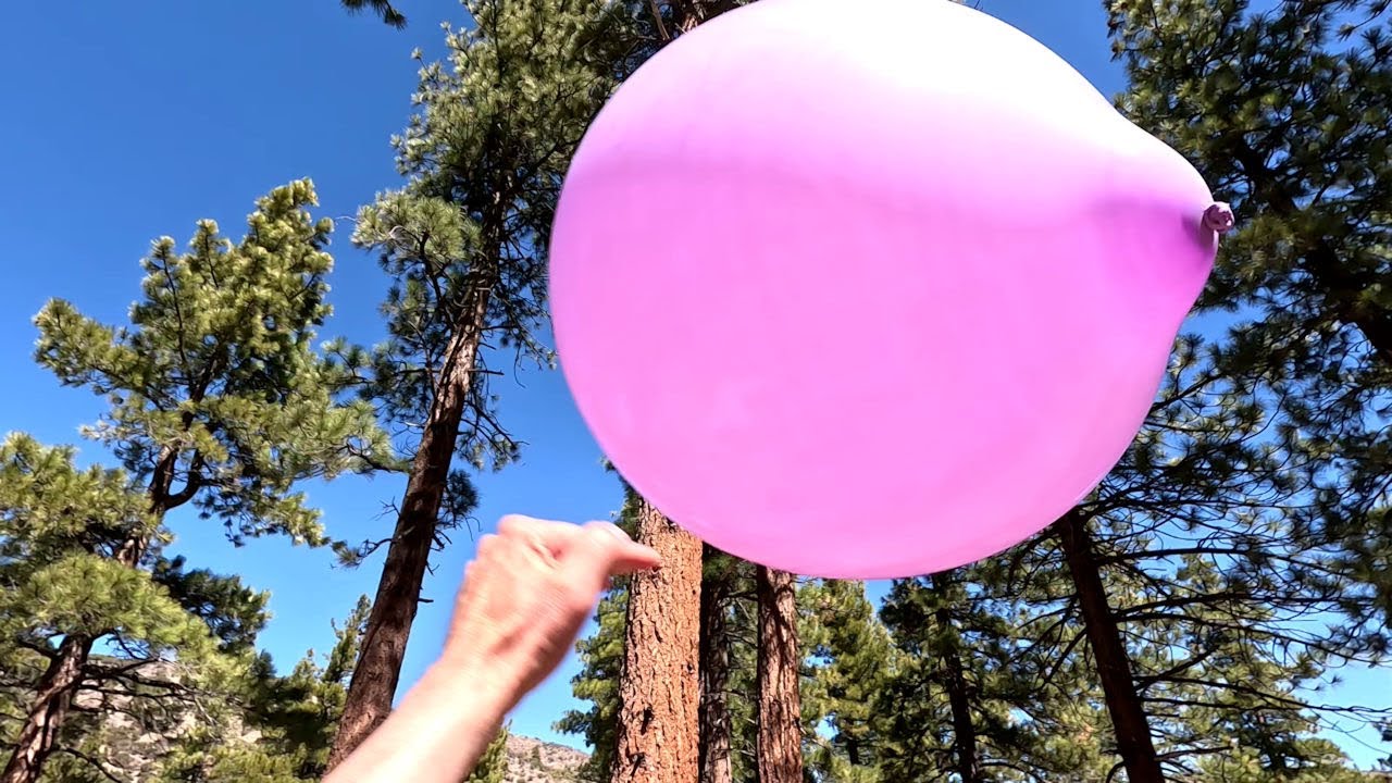 Inflating, Bouncing, Deflating 24 Inch Lavender Balloons, NonPop, 4K UHD, Forest Balloon Non-Pop ...