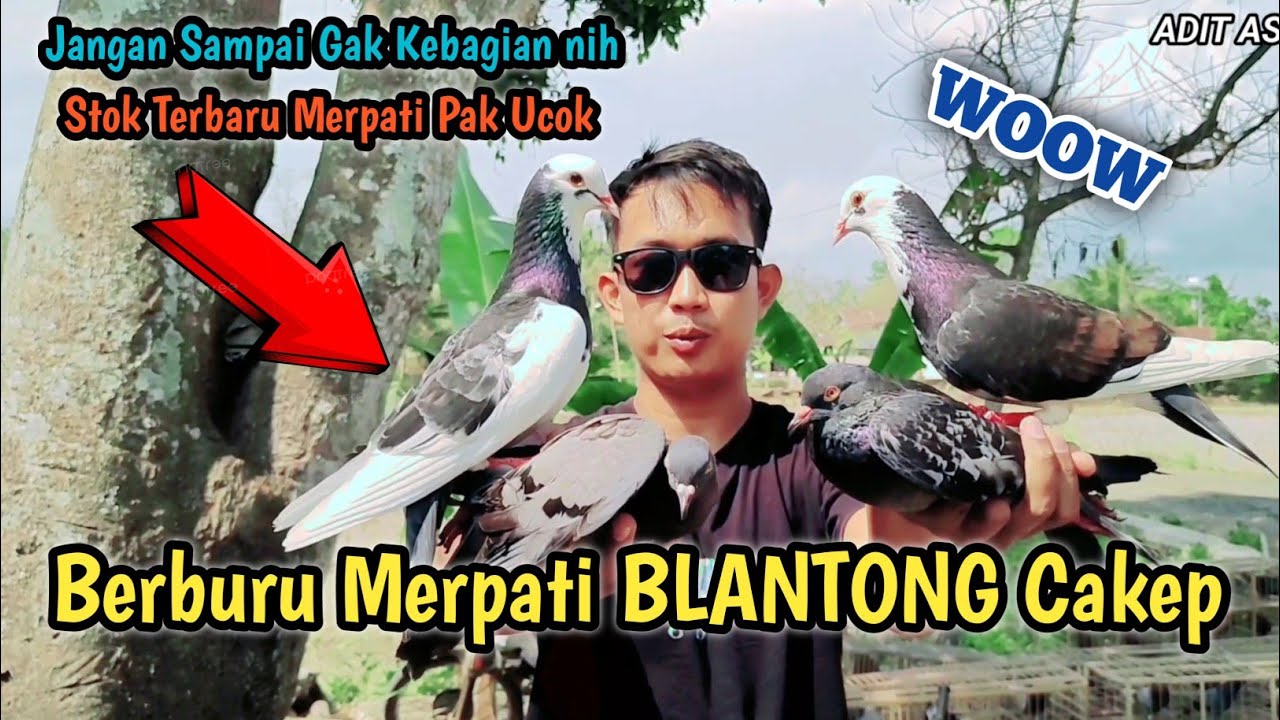 Stok Blantong Kenceng Warna Unik Milik Pak Ucok Bikin Ngeri‼️ - YouTube
