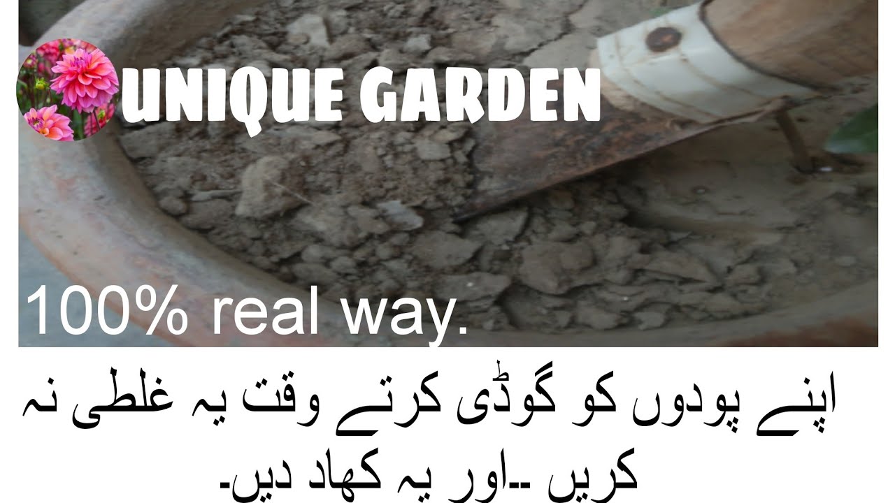 apna plants ko godi deta waqt ya galti na kra.#Unique garden - YouTube