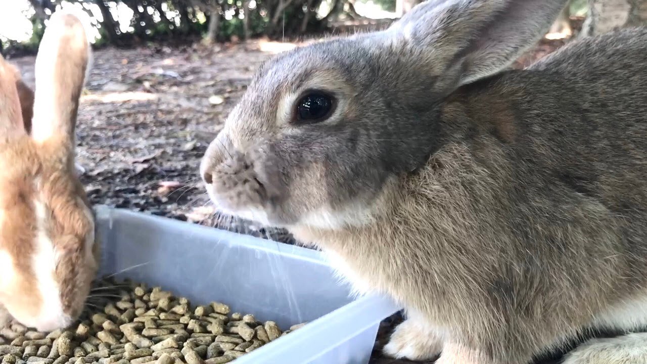 This stuffed animal is alive. - YouTube