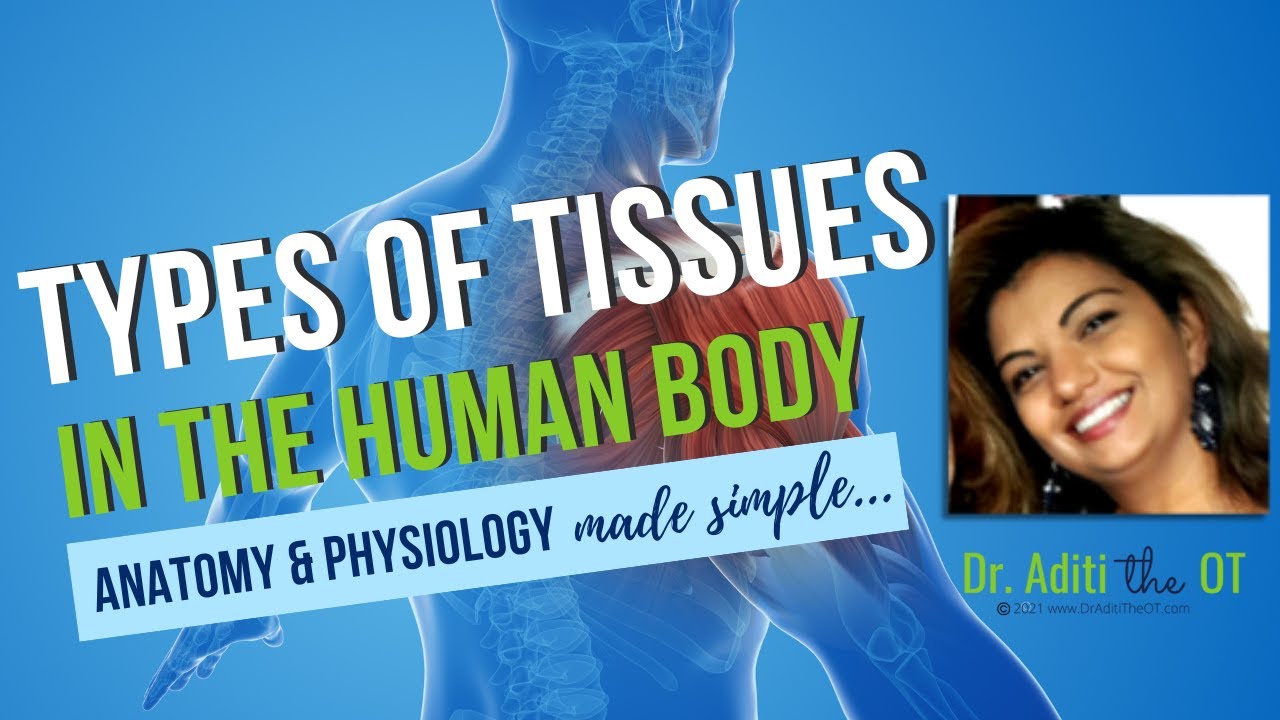 Types of tissues - Anatomy & Physiology made simple - YouTube