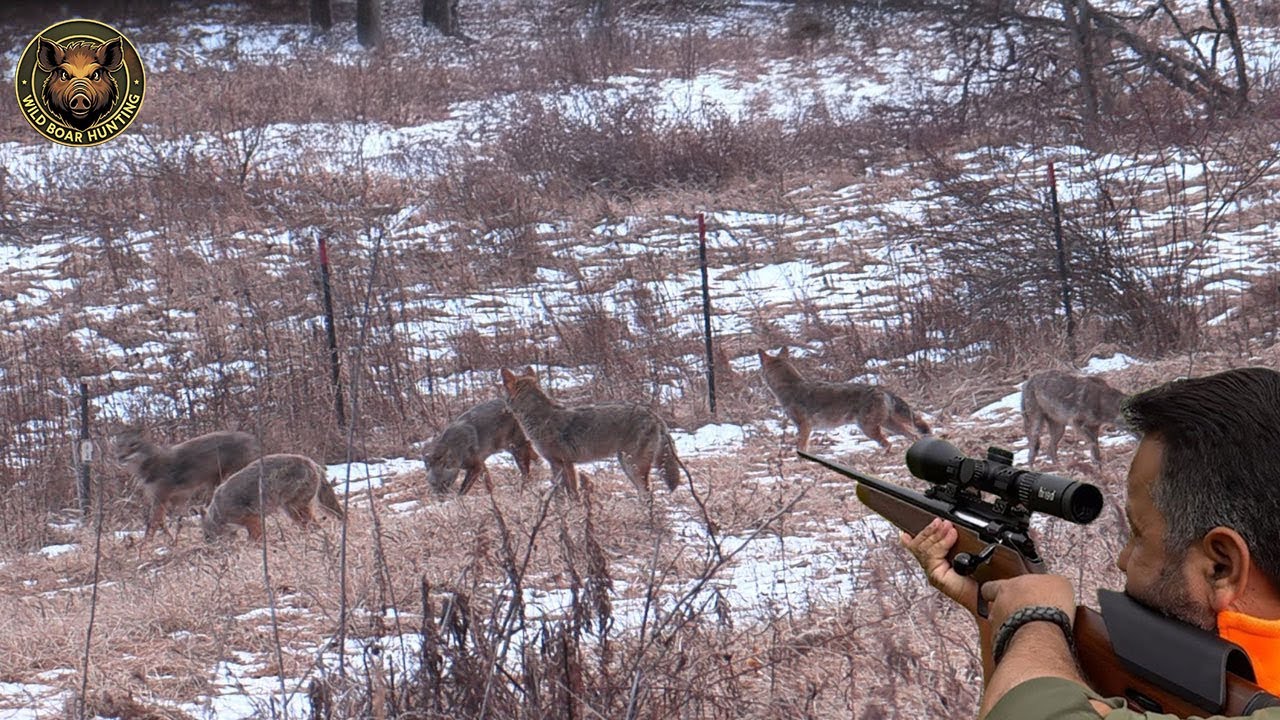 How California Hunters Deal With 300,000 Aggressive Coyotes| Wild Boar ...