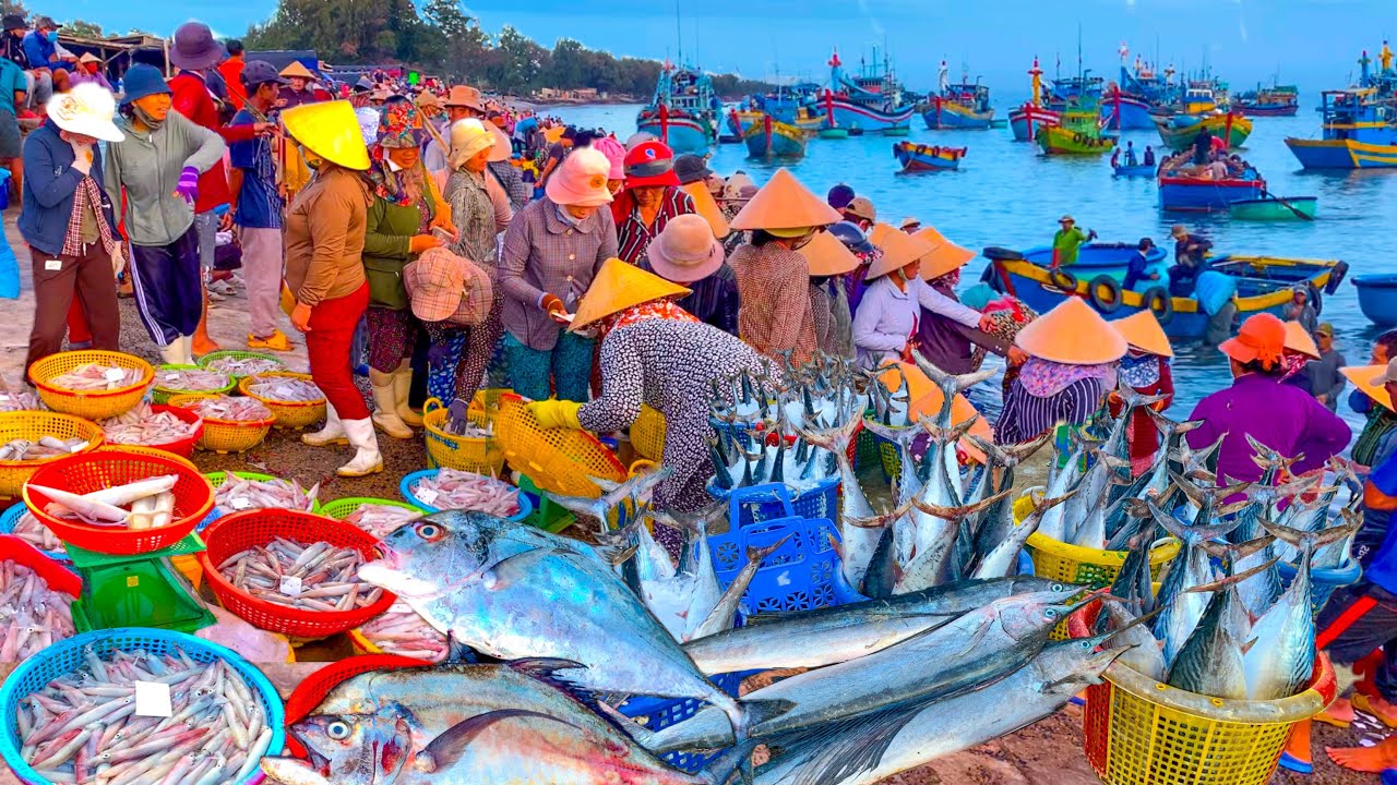 Vietnamese Fishermen Catch Large Tuna, Raft Fish and Sailfish. - YouTube