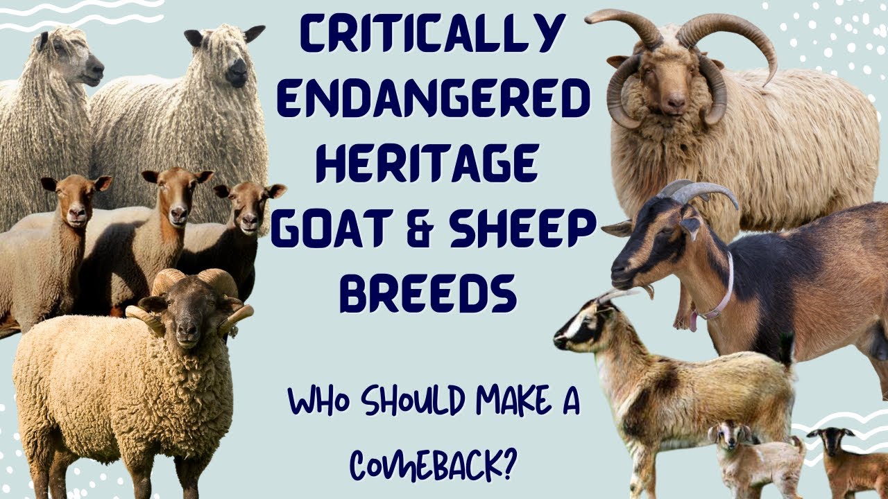 Critically Endangered Heritage Goat & Sheep Breeds - YouTube