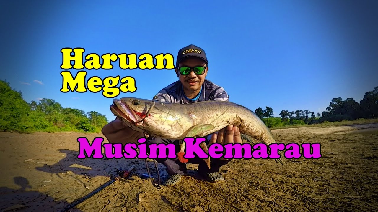 Haruan Mega Kuari Pasir Pecah di Kuala Nerang Kedah - YouTube