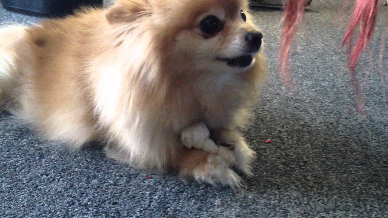 Adorable Pomeranian Growling like a Demon - YouTube