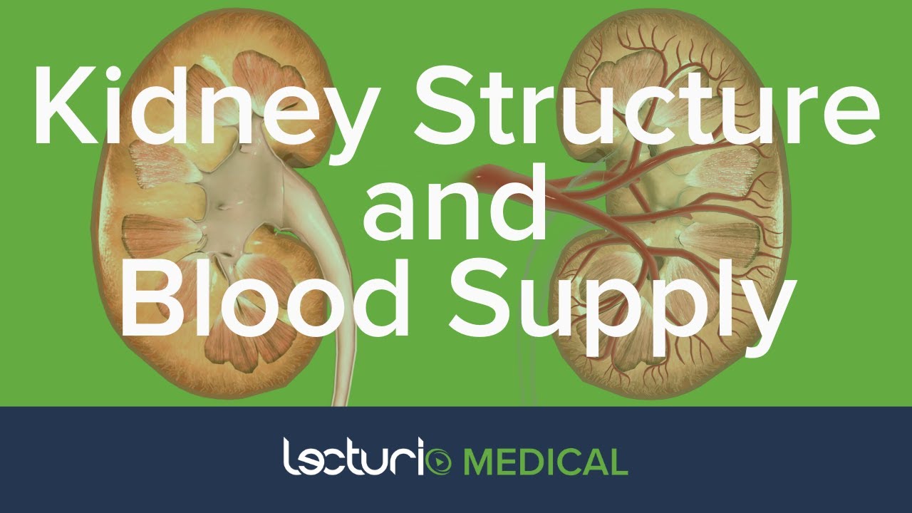 Structure and Blood Supply of the Kidneys | Anatomy - YouTube