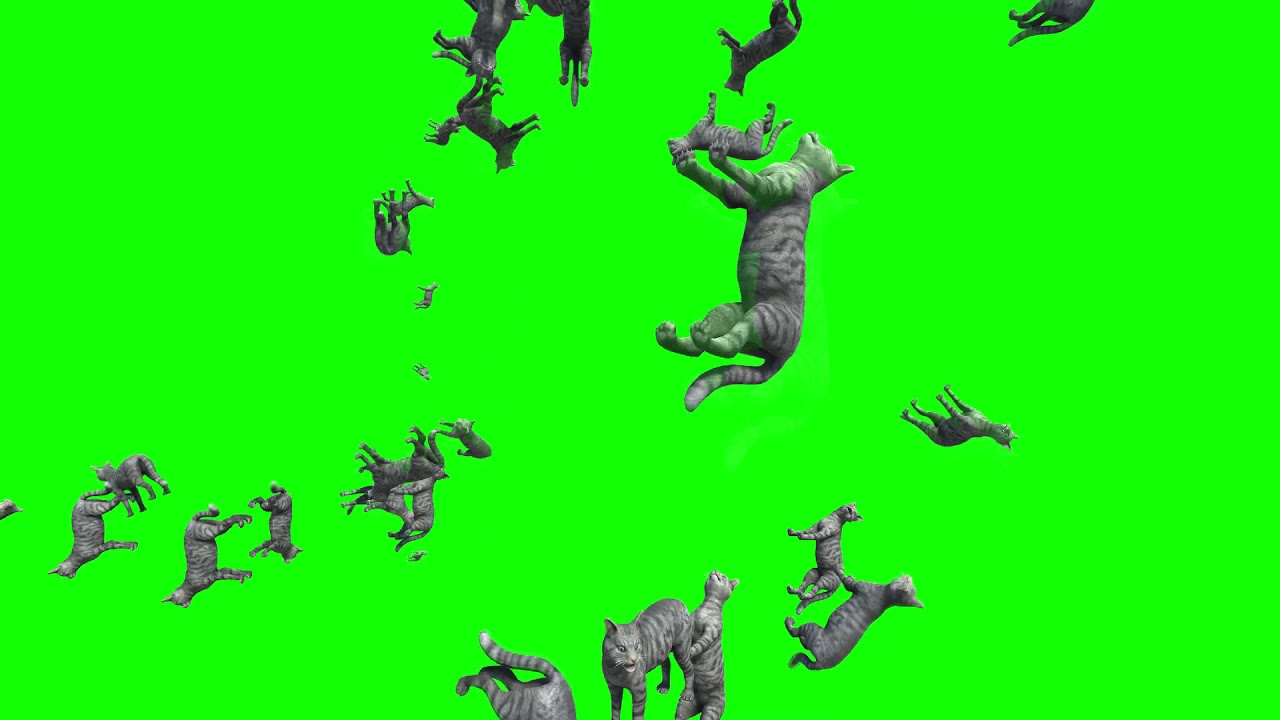 Insane Dead Cat Bounce Green Screen Clip Free Footage - YouTube