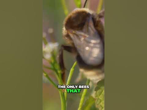 How Do Different Bees Defend Themselves? 🐝 #funfacts - YouTube
