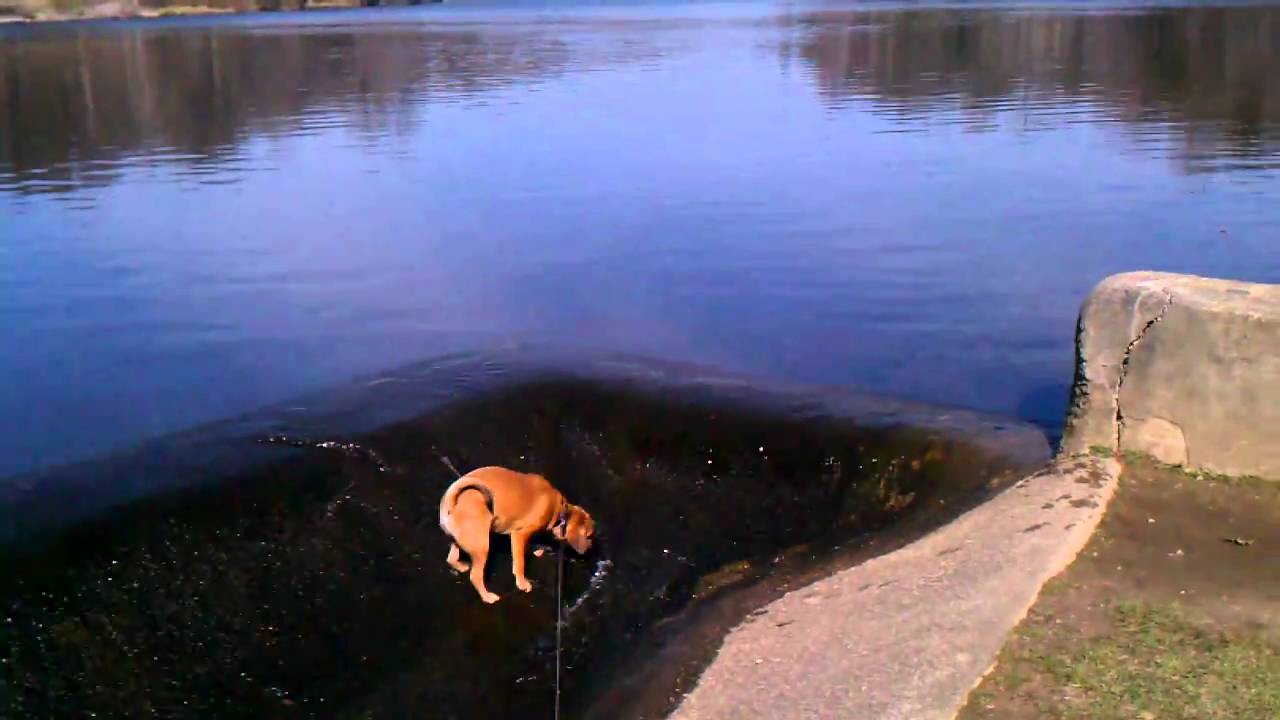 puggle Peewee & Bingo "Takeing a walk on the wild side" - YouTube