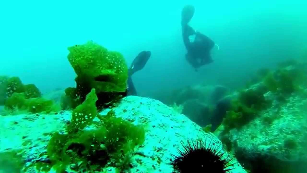 South Korea Scuba Diving - YouTube