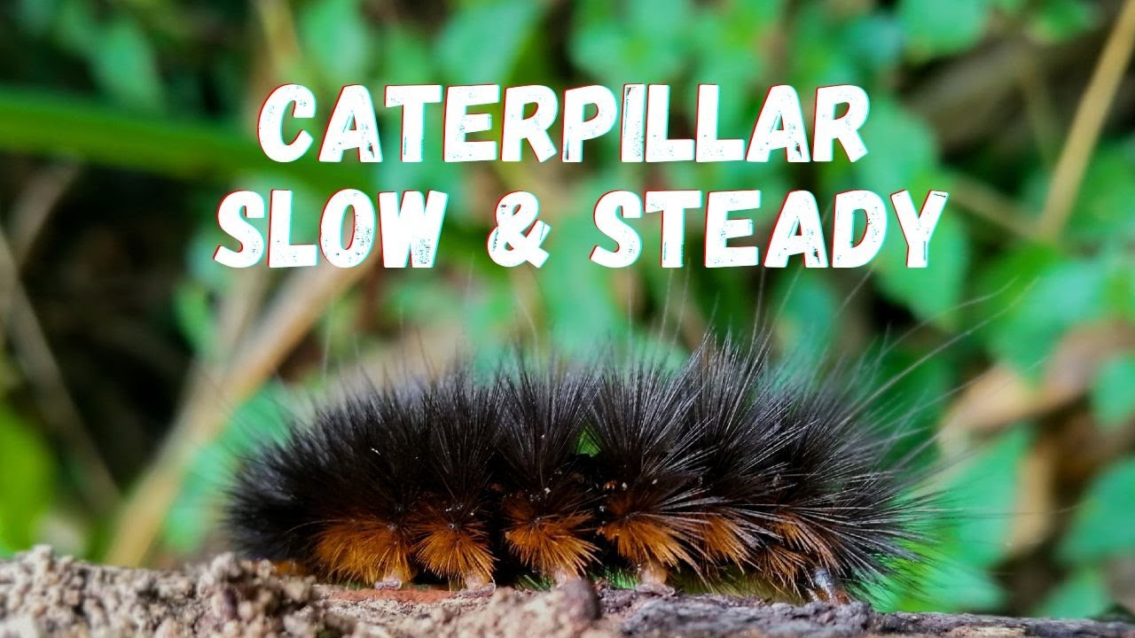 SLOW & STEADY CATERPILLAR! 😎🤩 A Tiny Trekker on a Big Adventure (WOOLLY ...