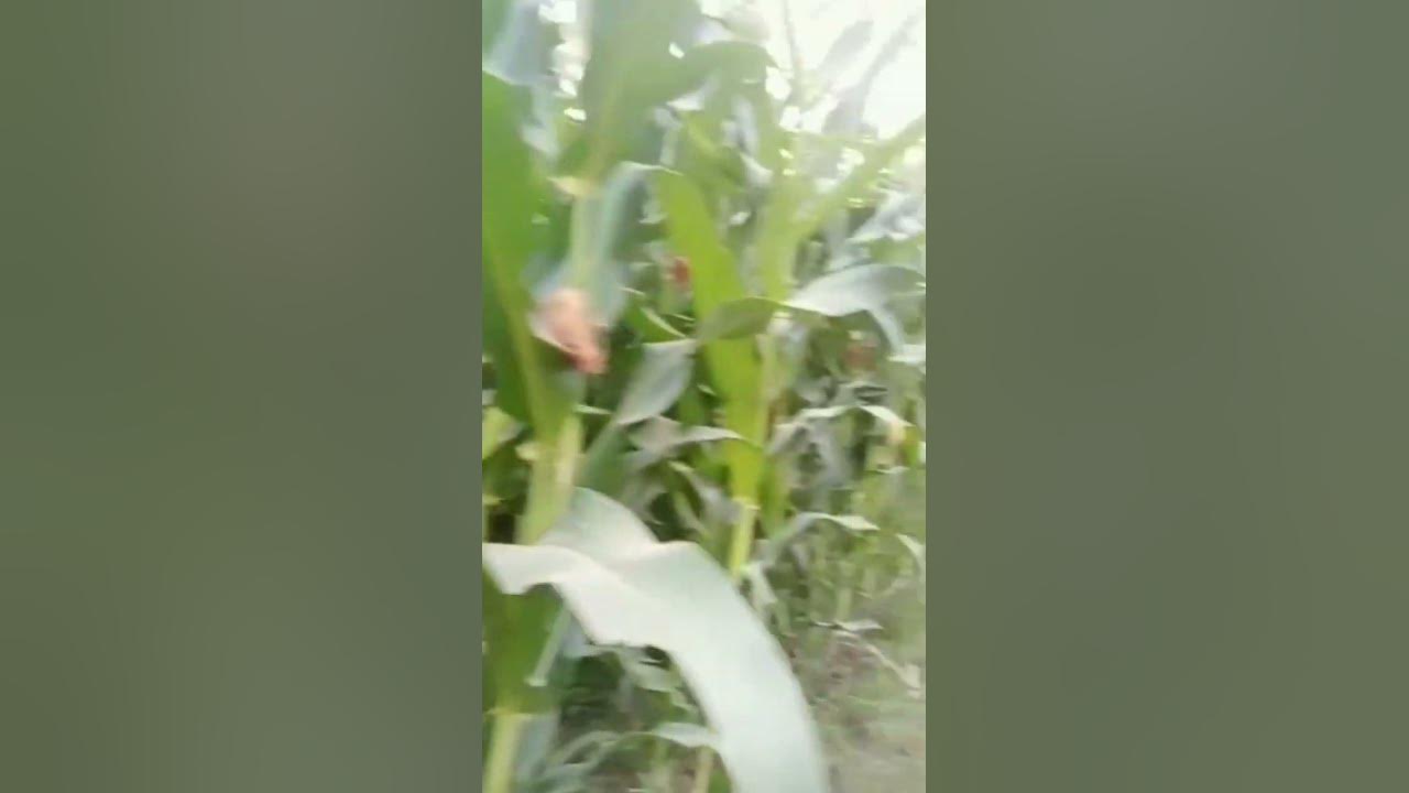Yeh Kon Kon Se Plants H plants viral shorts youtubeshorts yeh-kon-kon-se-plants-h-plants-viral-shorts-youtubeshorts