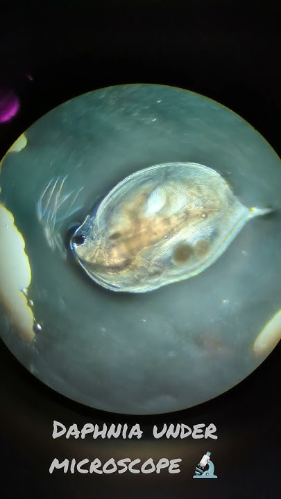 Daphnia heart rate. Bio II Gille 2023. - YouTube