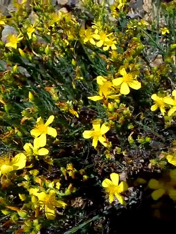 σπαθοχορτο-hypericum olympicum - YouTube