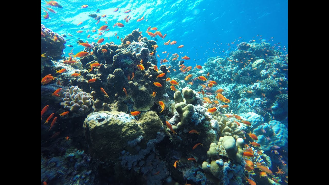 Scuba diving in Hamata, Egypt 2017 - YouTube
