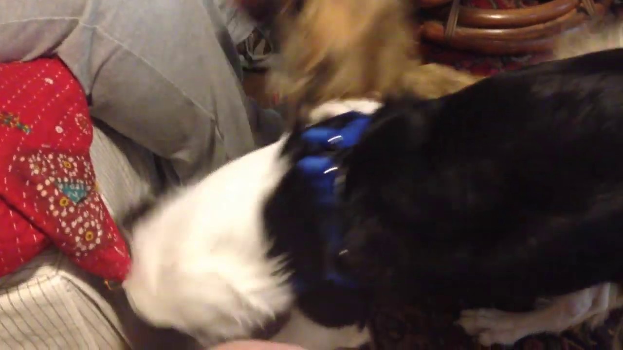 playing inside with Sonny - YouTube