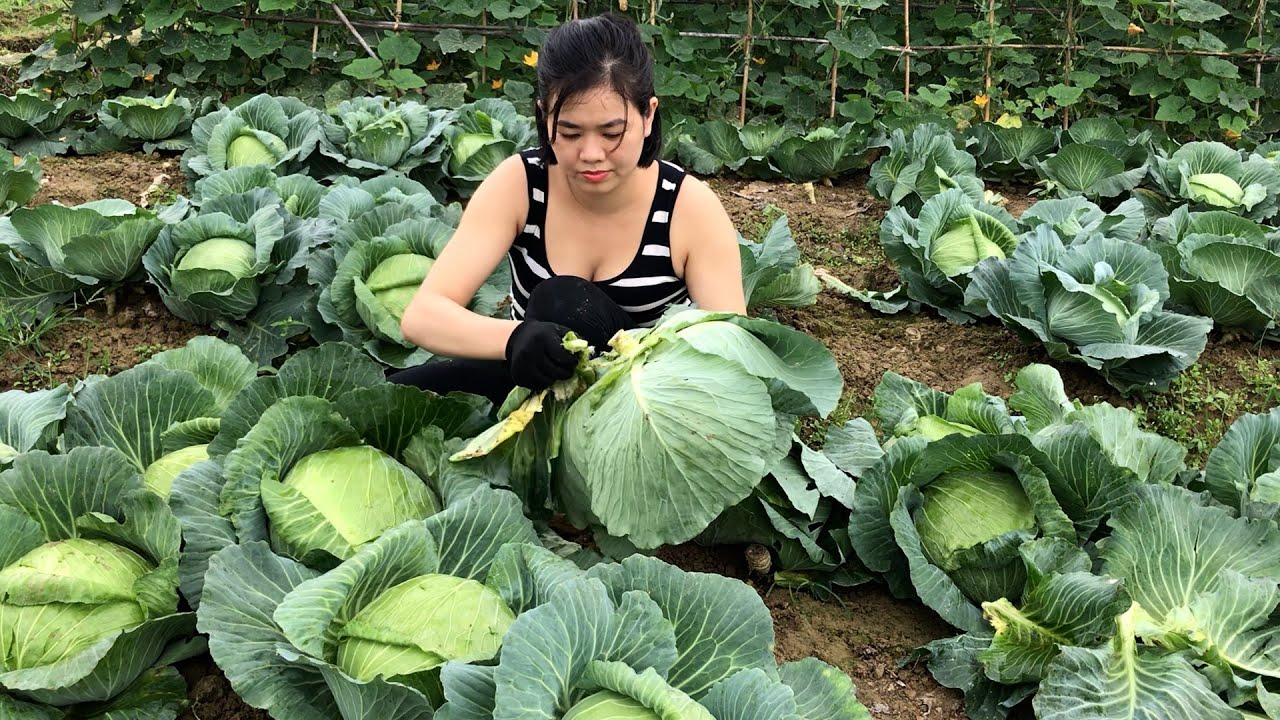 Harvest cabbage, go to the market to sell, buy food at night, cook rice ...