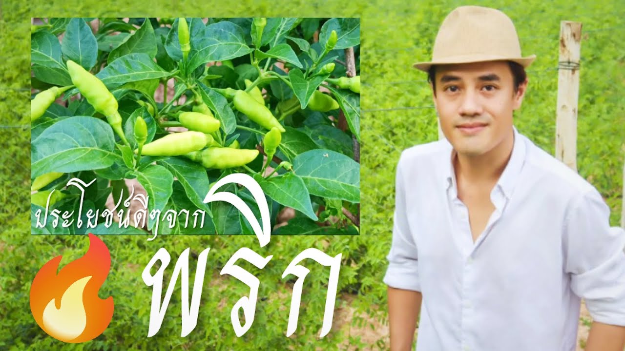 ประโยชน์ สรรพคุณ พริก Youtube