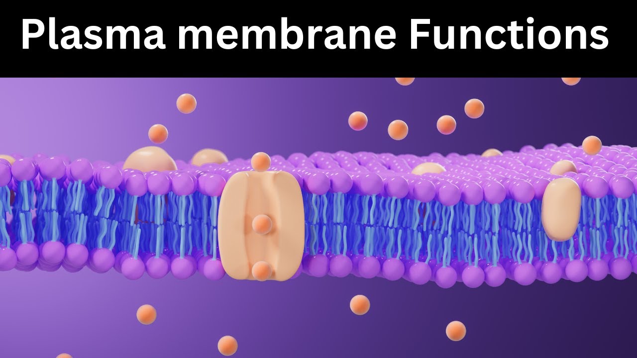 Cell Membrane Structure And Function Animation
