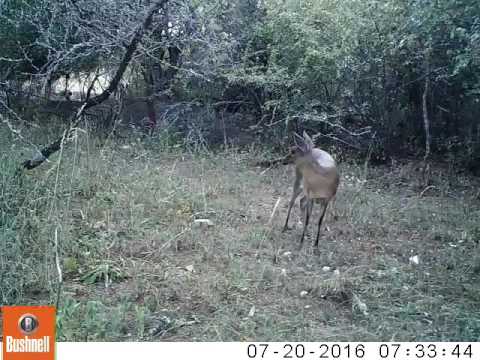 Bush or Common duiker (Sylvicapra grimmia)