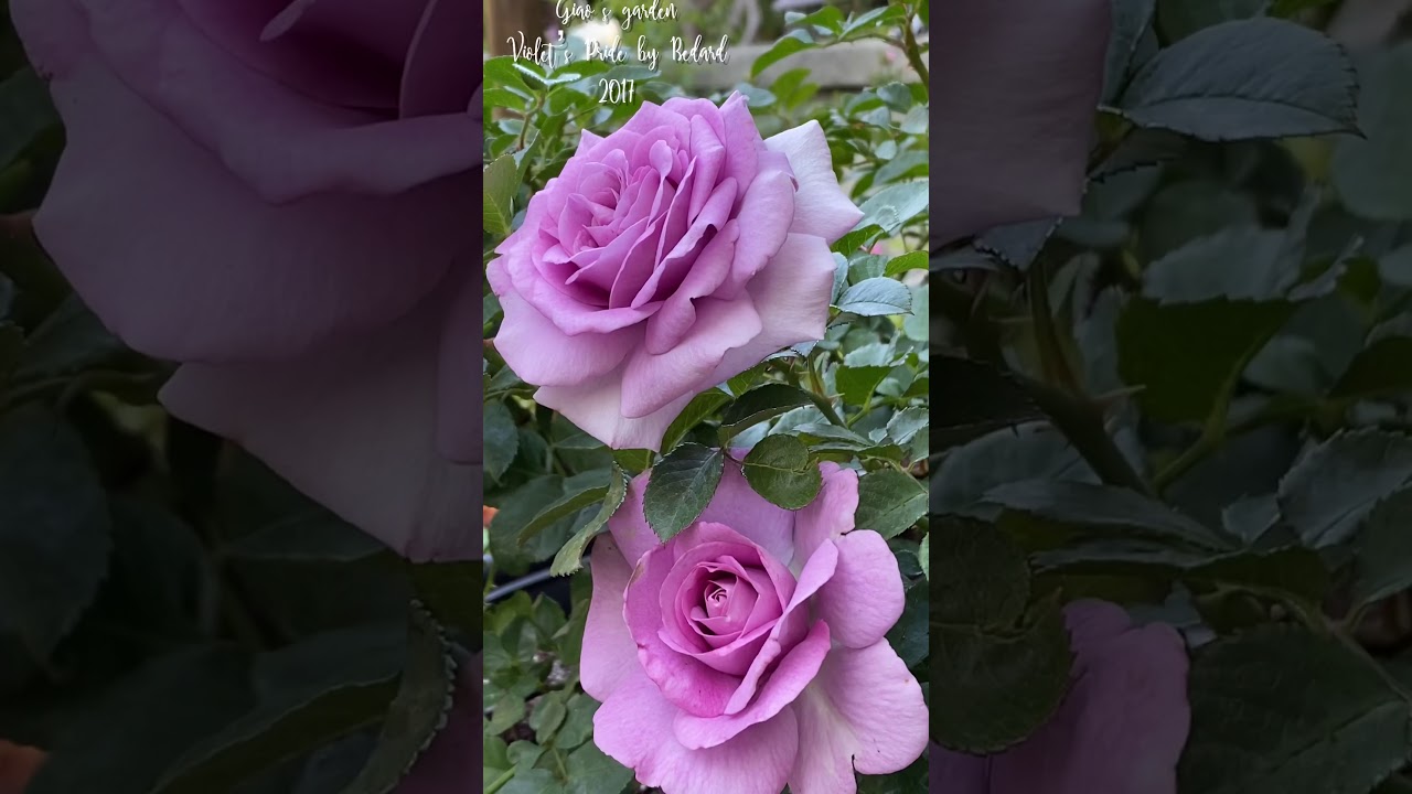 Violet’s Pride Rose - YouTube