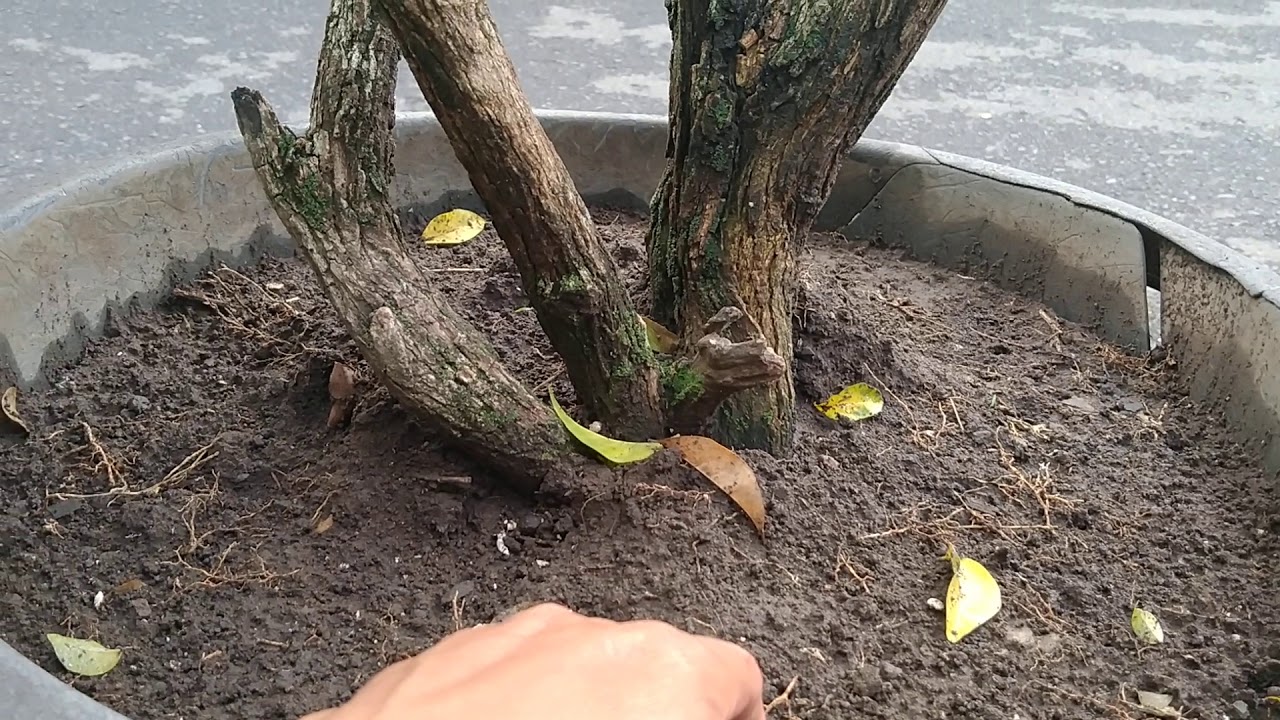 INI KEMUNING JENAR .(JAWA ). - YouTube