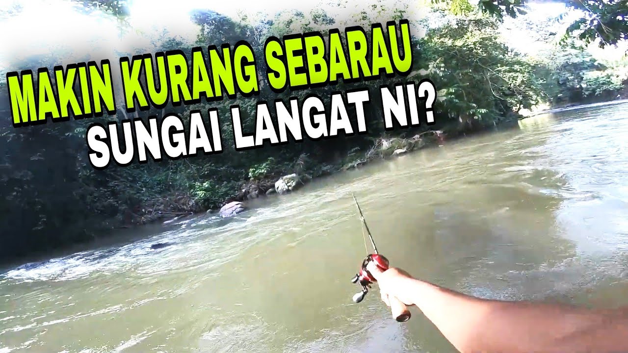 meranduk casting SEBARAU sungai HULU LANGAT || SEBARAU langat diambang kepupusan!!! - YouTube