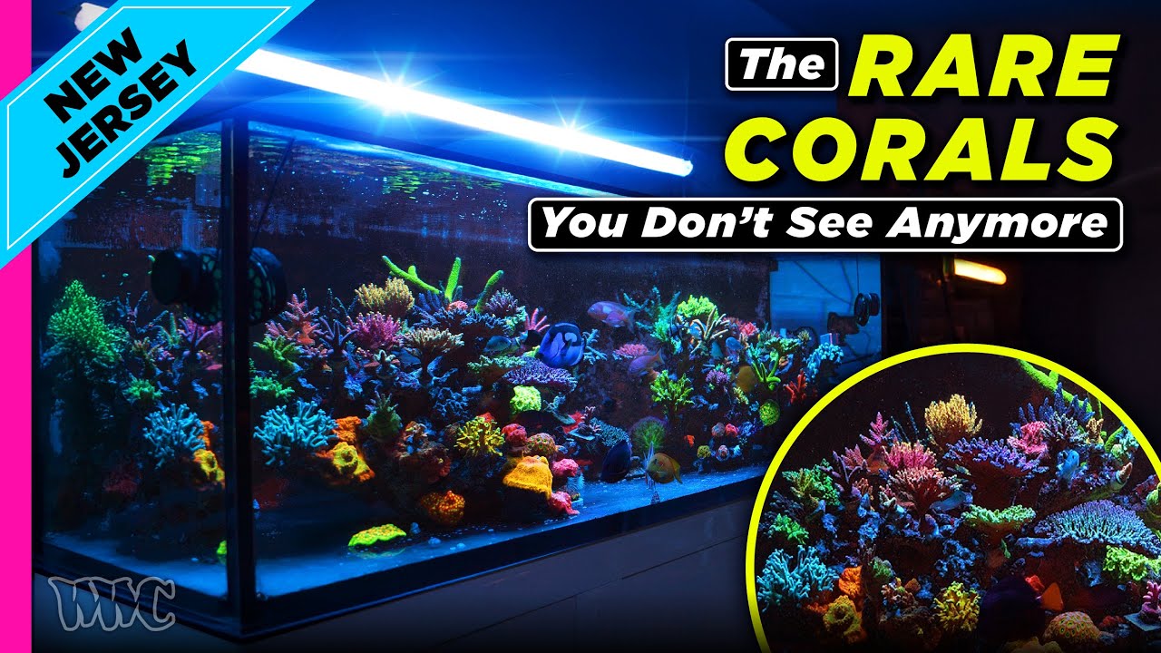 Inside the Reef of Jackson's Rainbow | A Legendary 4 Tank Coral System ...